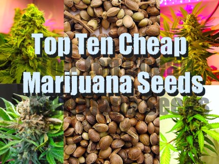 The 10 Best Cheap Good Marijuana Seeds – Inexpensive Growing Tips ...