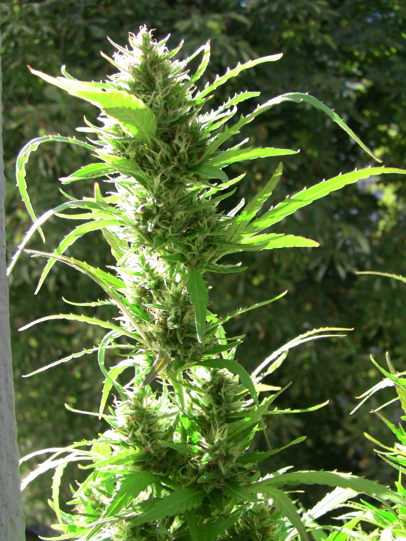 hybrid_bud_in_morning_light | Cannabis Growing