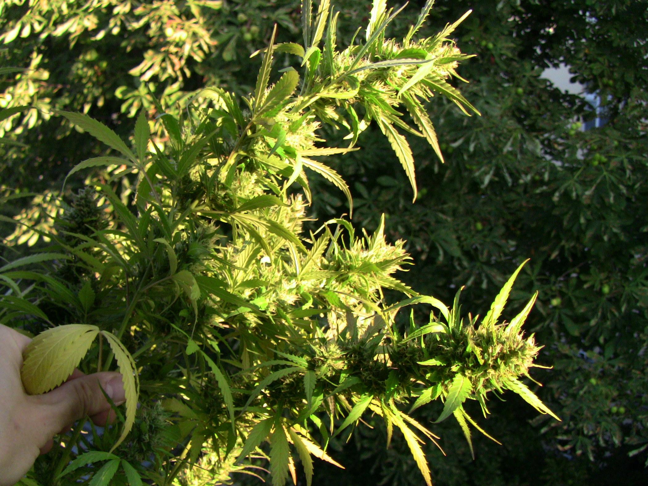 hybrid_buds_fattening_up | Cannabis Growing